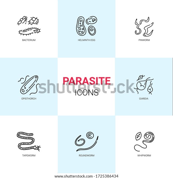 Human Parasites Set Linear Icons Roundworms Stock Vector (Royalty Free ...