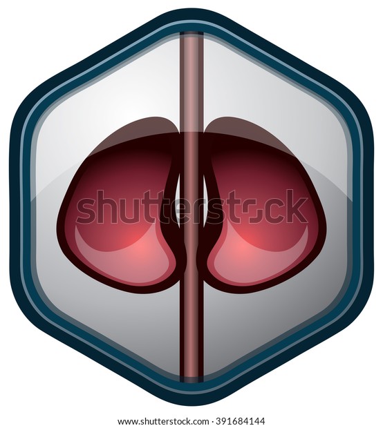 Human Prostate Gland Vector Illustration Isolated Stock Vector (Royalty ...
