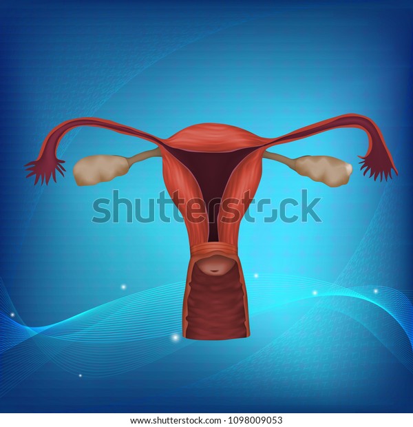 Human Realistic Uterus Anatomy Illustration Colored Stock Vector Royalty Free 1098009053