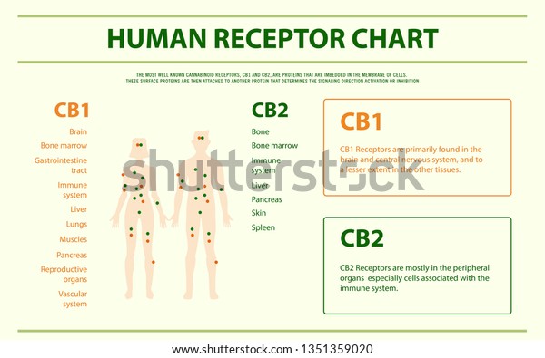 Human Receptor Chart Endocananbinoid System Horizontal 库存矢量图（免版税 ...