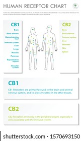 Human Receptor Chart Vertical Business Infographic Stock Vector ...