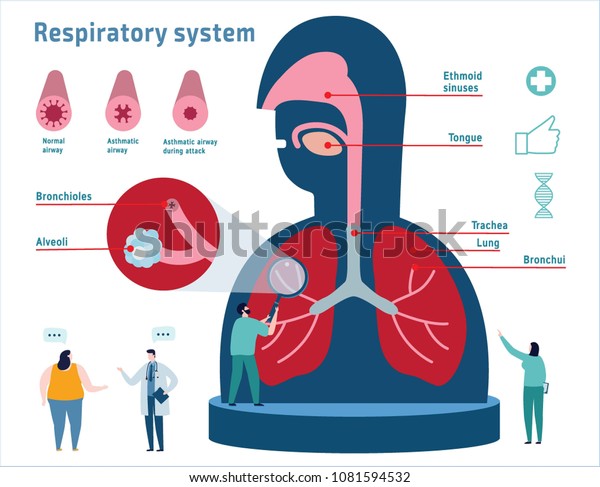 Human Respiratory System Anatomical Vector Illustration Stock Vector ...