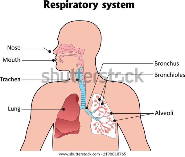 Human Respiratory System Illustration Drawing Human Stock Vector ...
