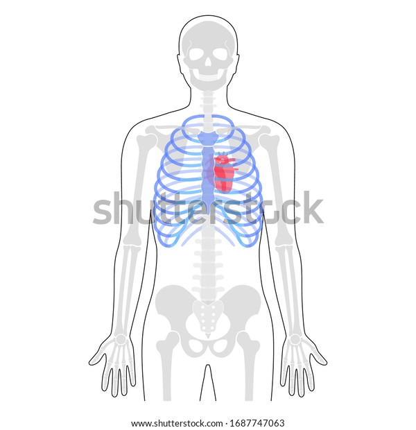 Human Rib Cage Heartanatomy Flat Vector Stock Vector (Royalty Free ...