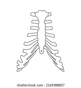 Human Ribs Illustration Vector About Science Stock Vector (Royalty Free ...