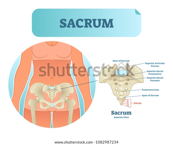 Human Sacrum Bone Structure Diagram Anatomical Stock Vector (Royalty ...