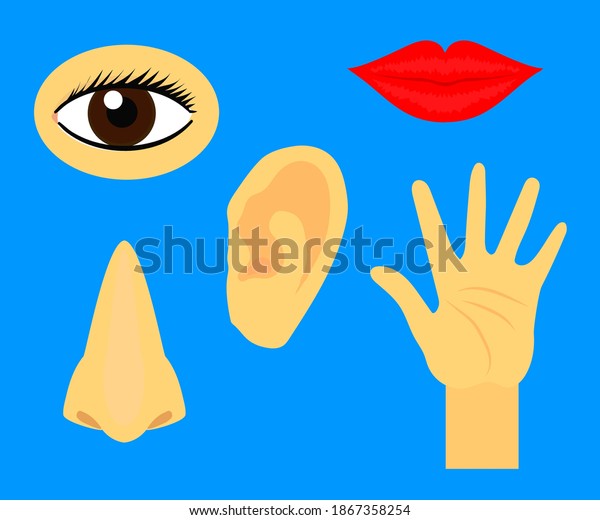 Human Sense Organs Symbol Vector Illustration: เวกเตอร์สต็อก (ปลอดค่า ...