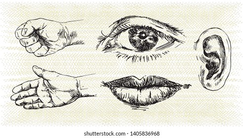 Human Senses Hand Drawn Set Stock Vector (Royalty Free) 1405836968 ...