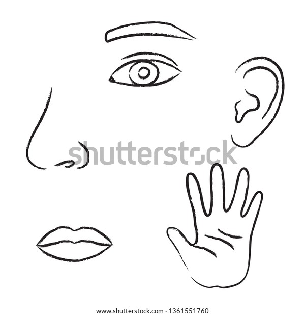 Human Senses On White Background Vector 스톡 벡터(로열티 프리) 1361551760 ...