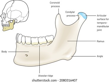 Human Skeletal System Jaw Structure Tooth: เวกเตอร์สต็อก (ปลอดค่า ...
