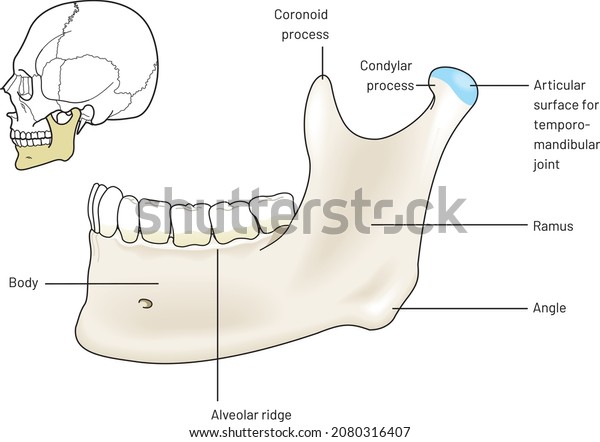 Human Skeletal System Jaw Structure Tooth Stock Vector (Royalty Free ...