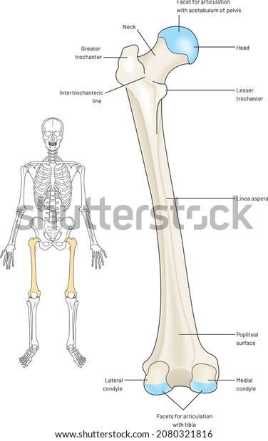 Human Skeletal System Jaw Structure Tooth: เวกเตอร์สต็อก (ปลอดค่า ...