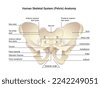 Pelvis Photos, Images & Pictures | Shutterstock