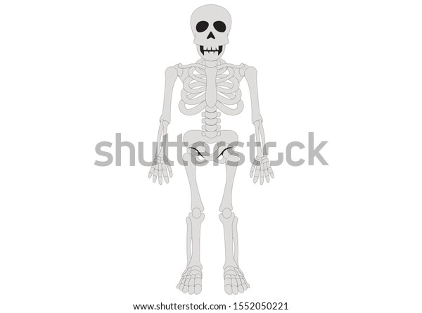 Human Skeleton Anatomy Clipart Skeleton Stock Vector (Royalty Free ...