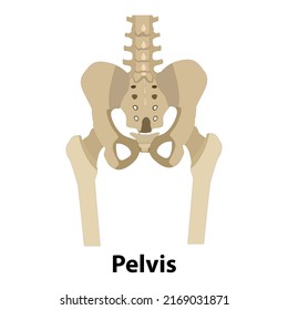 Human Skeleton Anatomy Pelvis Bones Vector Stock Vector (Royalty Free ...