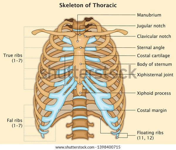 Human Skeleton Anatomy Thoracic Very Detailed Stock Vector (Royalty ...