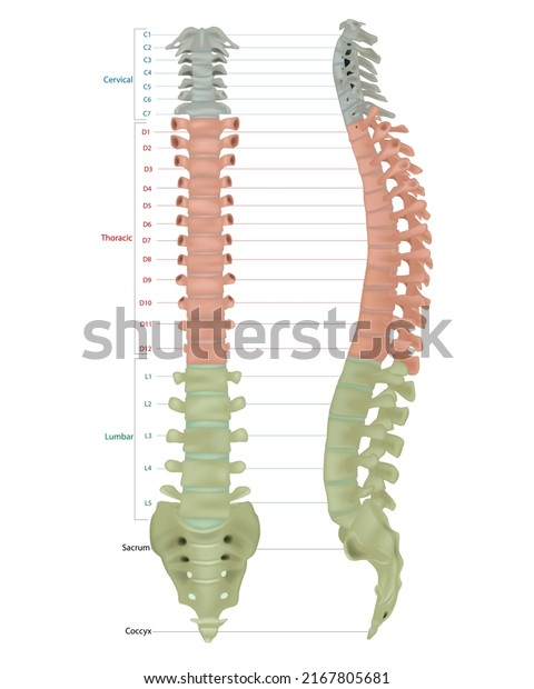 Human Skeleton Anatomyvertebral Column Human Body Stock Vector (Royalty ...