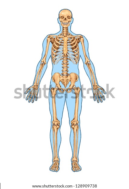 Human Skeleton Anterior View Didactic Board Arkivvektor (royaltyfri ...
