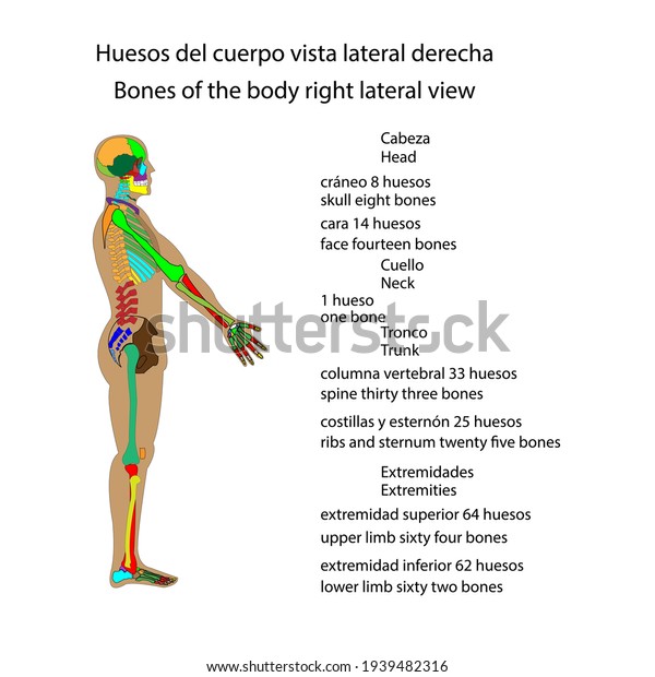 Human Skeleton Body Bones Right Side Stock Vector (Royalty Free ...