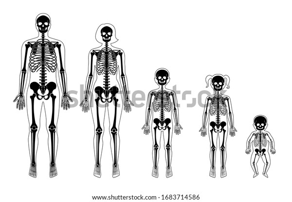 Human Skeleton Different Ages Anatomy Front Stock Vector (Royalty Free ...