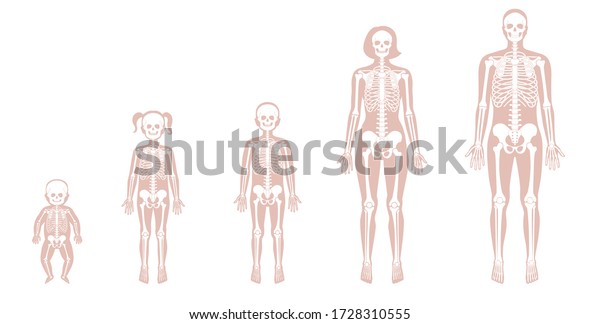 Stock vektor „Human Skeleton Different Ages Anatomy Front“ (bez ...