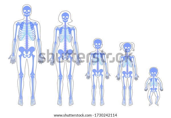 Human skeleton of different ages anatomy front view. Man, woman ...