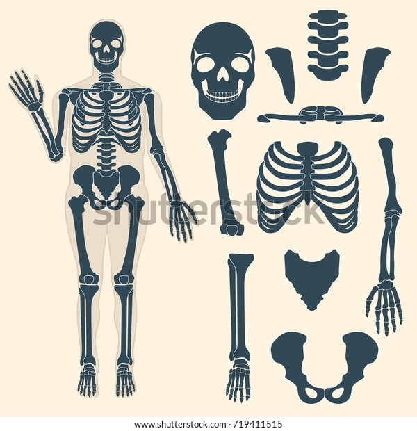 Squelette humain avec différentes parties. Anatomie : image vectorielle ...