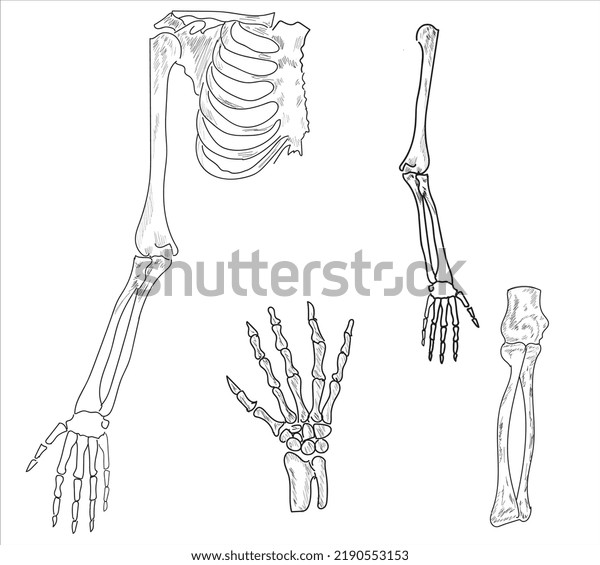 Stock vektor „Human Skeleton Drawing Arm Shoulder Wrist“ (bez ...
