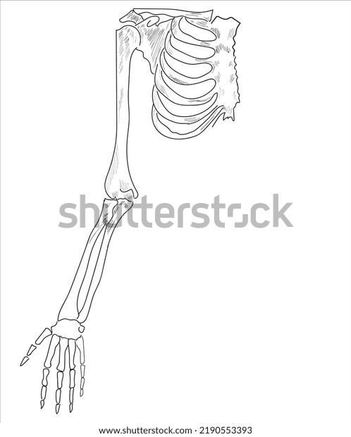 Dibujo de esqueleto humano de brazo,: vector de stock (libre de ...