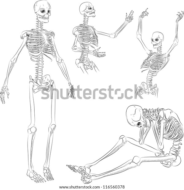 Human Skeleton Drawing Several Active Poses Stock Vector (Royalty Free ...
