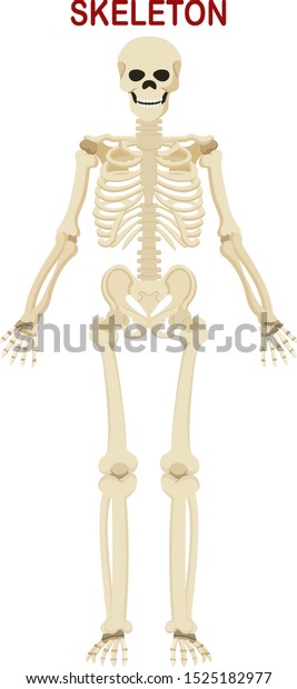 Human Skeleton Isolated On White Background Stock Vector (Royalty Free ...