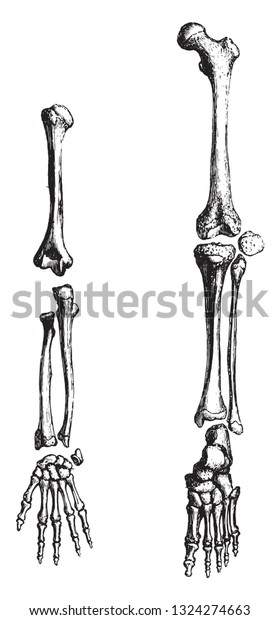 Human Skeleton Limbs Vintage Engraved Illustration Stock Vector ...