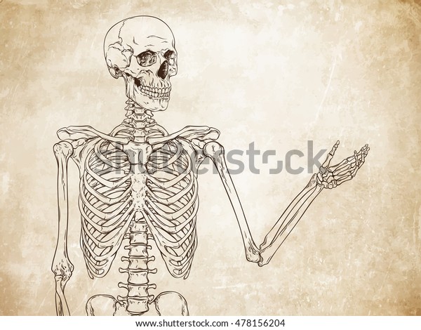 Human Skeleton Posing Over Old Grunge Stock Vector (Royalty Free) 478156204