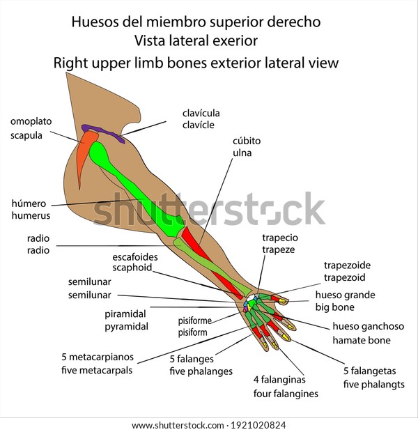 Human Skeleton Right Upper Limb Bones Stock Vector (Royalty Free ...