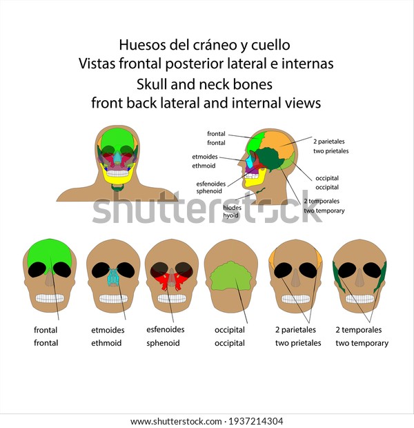 Human Skeleton Skull Neck Bones Front Stock Vector (Royalty Free ...