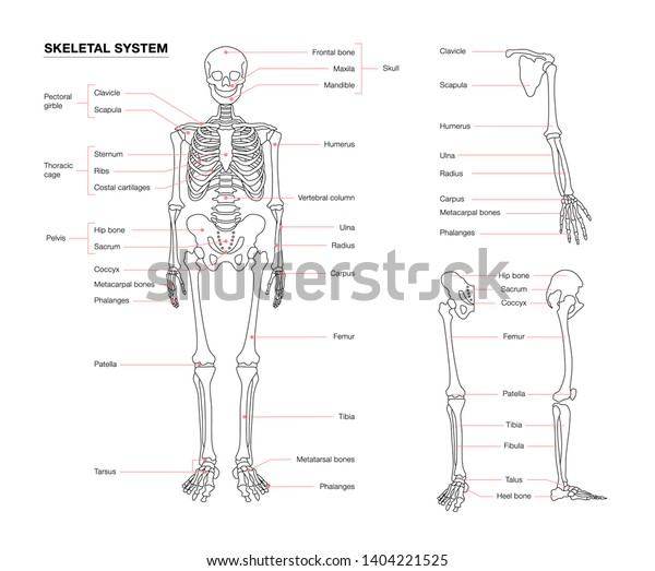 30,538 Skeleton Outline Images, Stock Photos & Vectors | Shutterstock