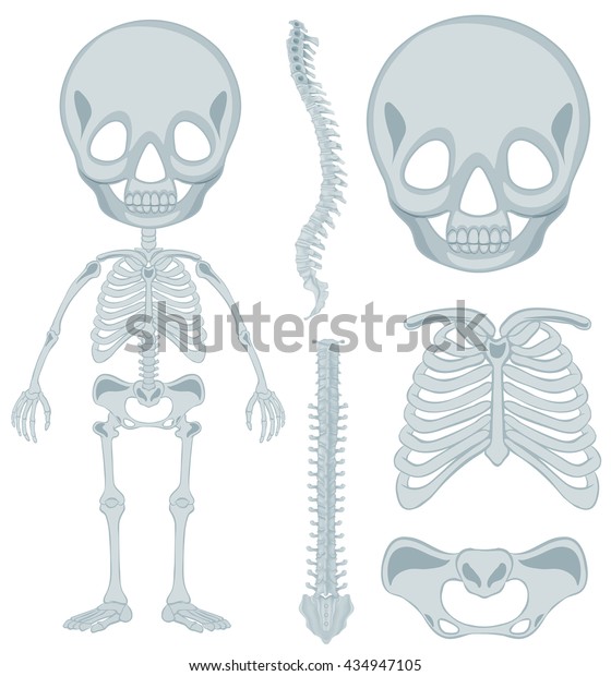 Human Skeleton Young Kid Illustration Stock Vector (Royalty Free) 434947105
