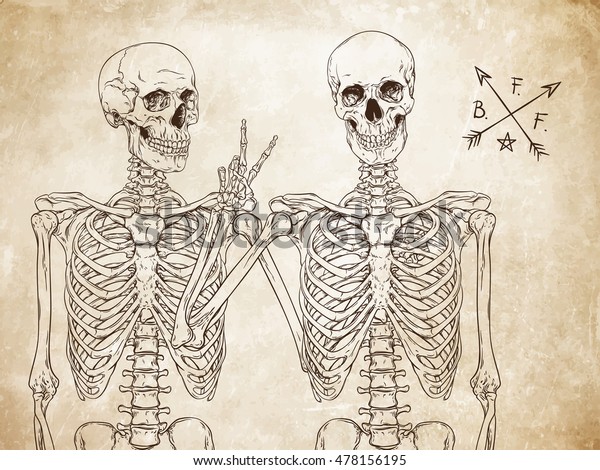 Human Skeletons Best Friends Posing Over: vector de stock (libre de ...