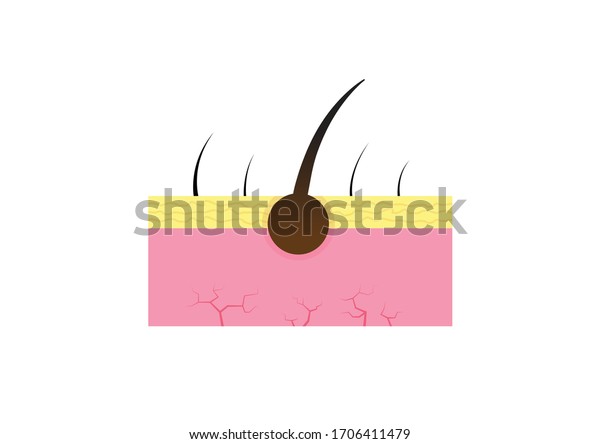 Human Skin Anatomy Skin Icon Vector Stock Vector (Royalty Free ...