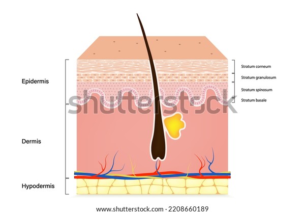Human Skin Anatomy Skin Layers Epidermis Stock Vector (Royalty Free ...