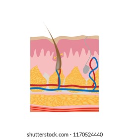 Human Skin Layers Vector Illustration Stock Vector (Royalty Free ...