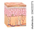 3+ Thousand Collagen Draw Royalty-Free Images, Stock Photos & Pictures ...