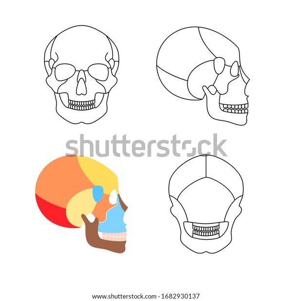 Human Skull Anatomy Flat Vector Medical Stock Vector (Royalty Free ...
