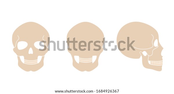 Human Skull Anatomy Flat Vector Medical Stock Vector (Royalty Free ...