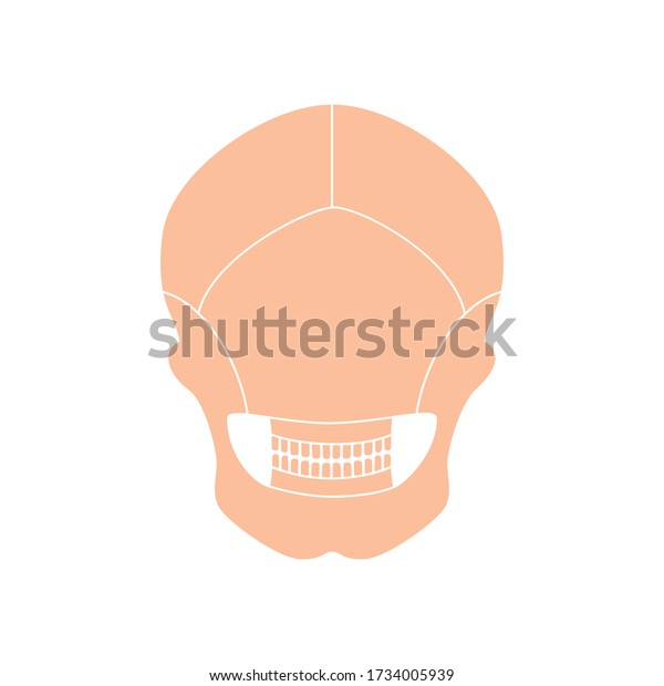 Human Skull Anatomy Flat Vector Medical Stock Vector (Royalty Free ...
