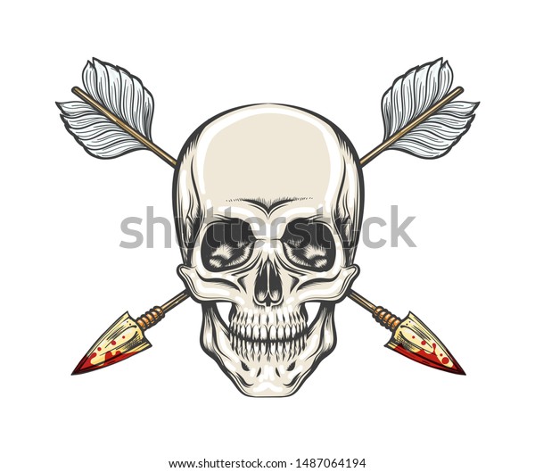 Human Skull Crossed Arrows On White Stock Vector (Royalty Free ...