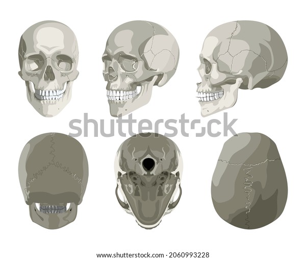 Human Skull Different Projections Realistic Illustrations: Vector có ...