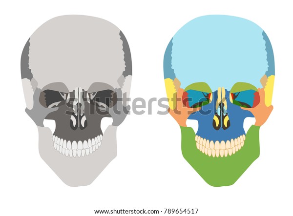 Human Skull Front View Isolated On Stock Vector (Royalty Free ...