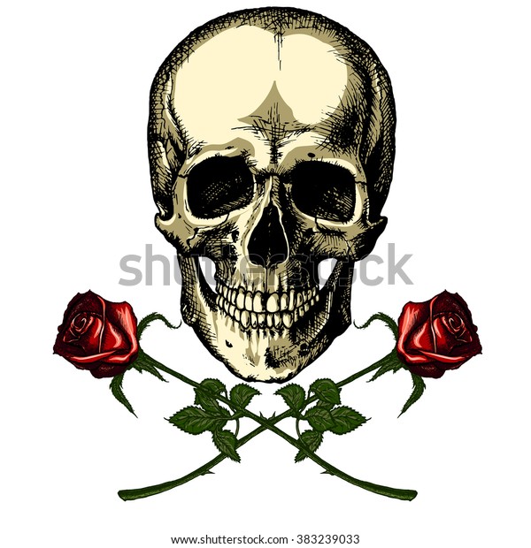 Human Skull Two Roses On White Stock Vector (Royalty Free) 383239033