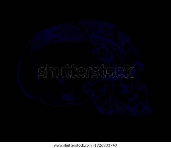 Human Skull Under Low Light Side Stock Vector (Royalty Free) 1926933749 ...